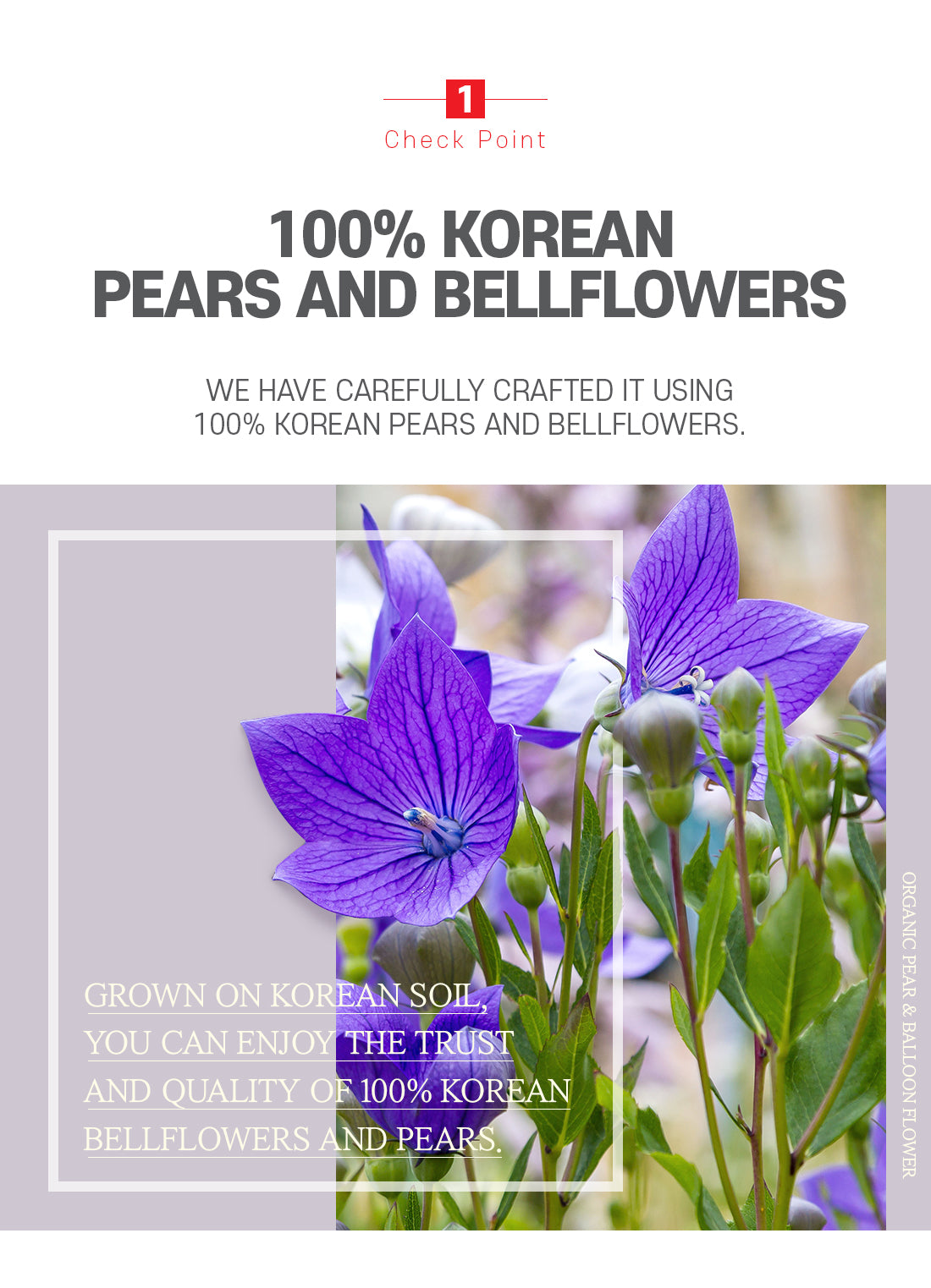 Pear & Bellflower Root Juice [80ml x 30 packets] – BOTO GLOBAL